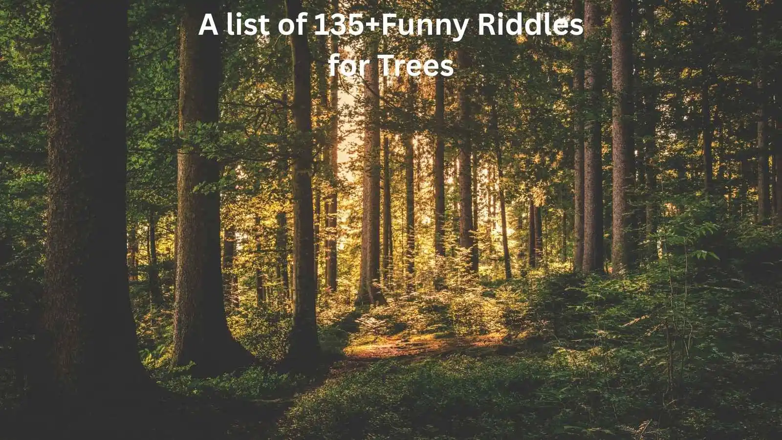 135+Funny Riddles for Trees to Make You Laugh for 2025